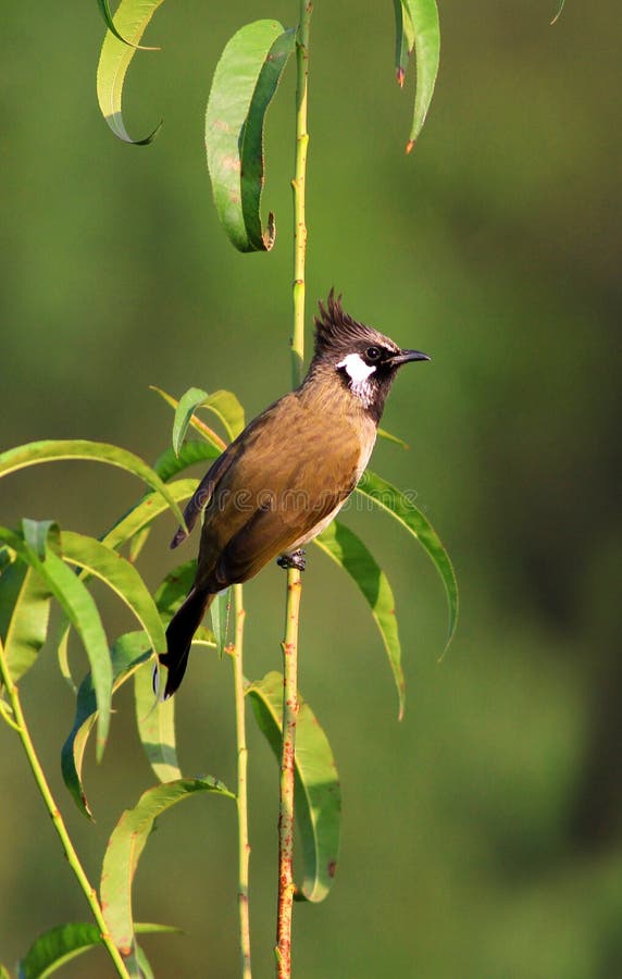 Red-whiskered Bulbul stock image. Image of forests, india - 16657255
