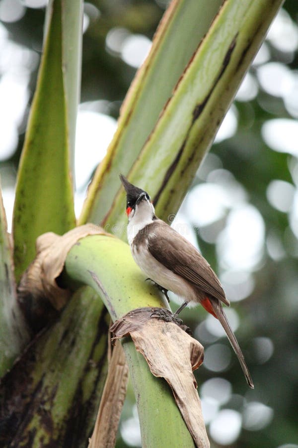 Whiskered Bulbul Beaty Stock Photos - Free & Royalty-Free Stock Photos ...
