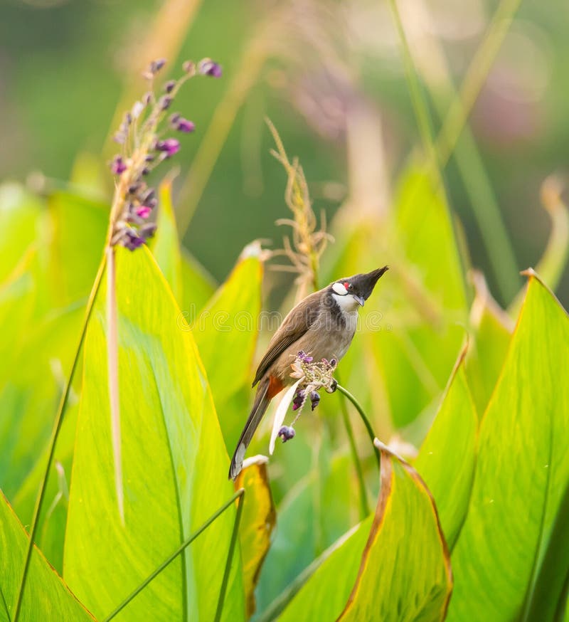 Red-whiskered Bulbul bird stock image. Image of flora - 35809921