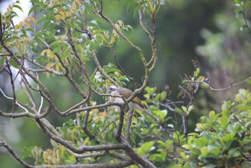 A Red Whiskered Bulbul Bird , the Bird Concept Stock Image - Image of ...
