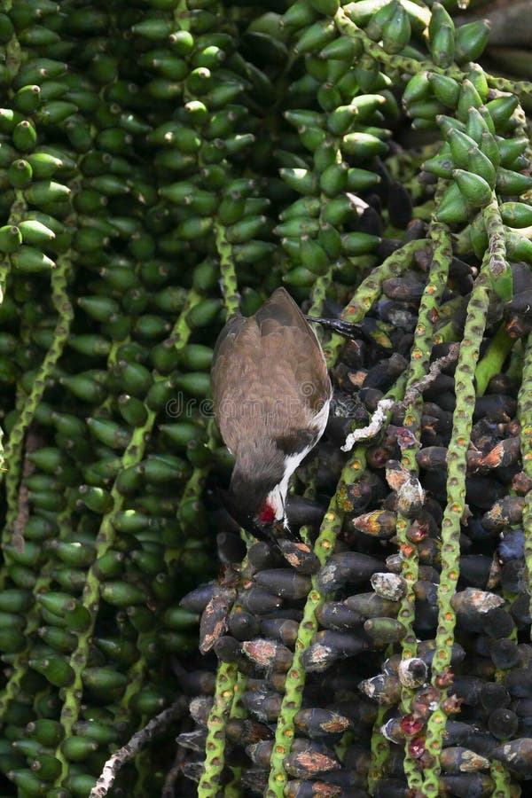 Red Whiskered Bulbul Bird Eating Drupe Seed from Palm Tree in Mauritius ...