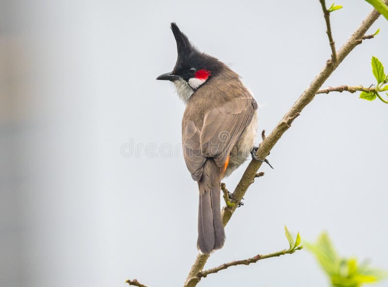 Red-whiskered bulbul stock photo. Image of asian, family - 87867880