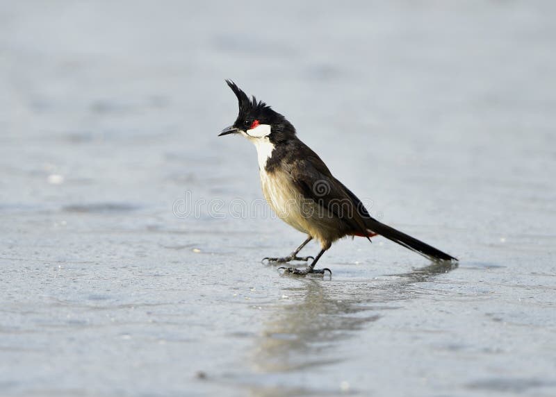 Red-whiskered Bulbul stock photo. Image of environment - 48608758