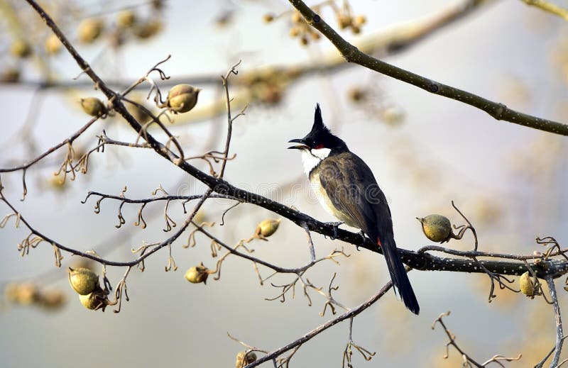 Red-whiskered Bulbul stock photo. Image of food, living - 48608774