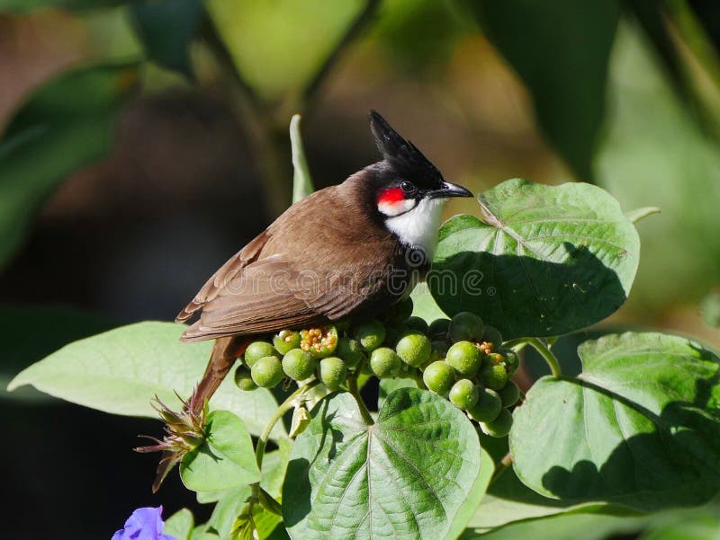 Red whiskered bulbul bird stock image. Image of wing - 125518343