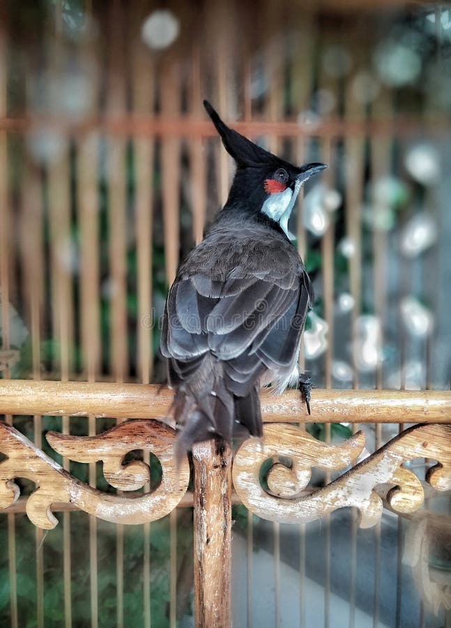 Red whiskered bulbul bird stock photo. Image of poultry - 148003848