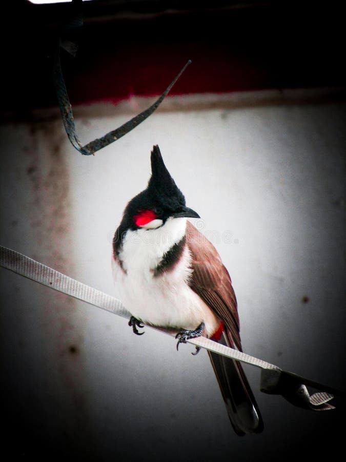 The Red-whiskered Bulbul Bird or Pycnonotus Jocosus Bird or Crested ...