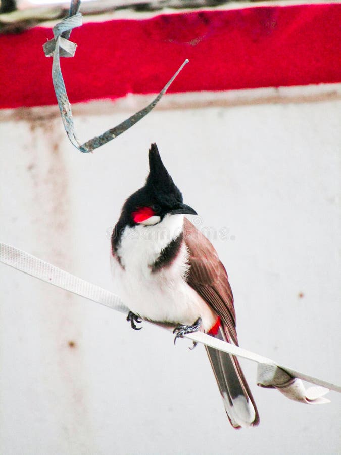The Red-whiskered Bulbul Bird or Pycnonotus Jocosus Bird or Crested ...