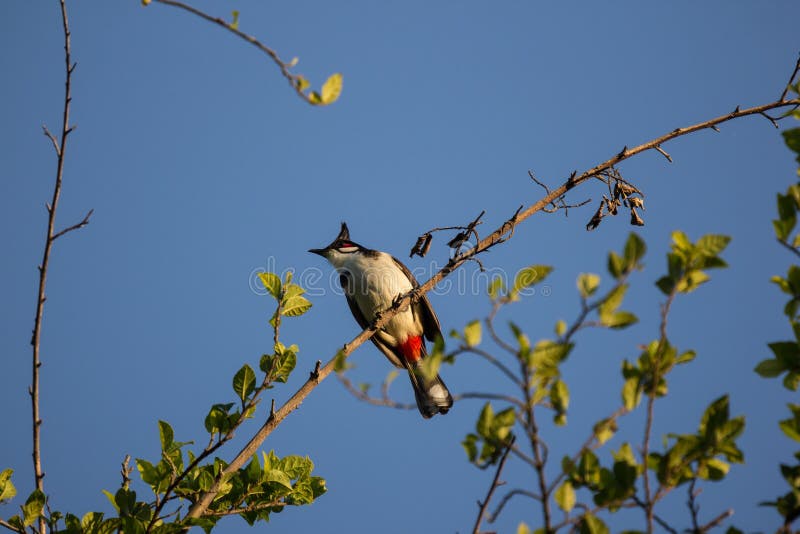 Red Whiskered Bulbul Bird on Tree Stock Photo - Image of tree, black ...