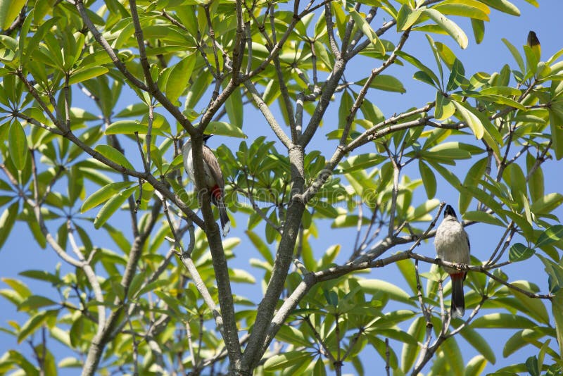 Red Whiskered Bulbul Bird on Tree Stock Image - Image of wildlife ...