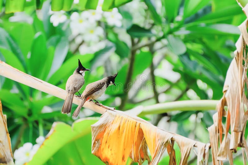 Red Whiskered Bulbul Bird Exotic Wildlife Isolated White Background ...