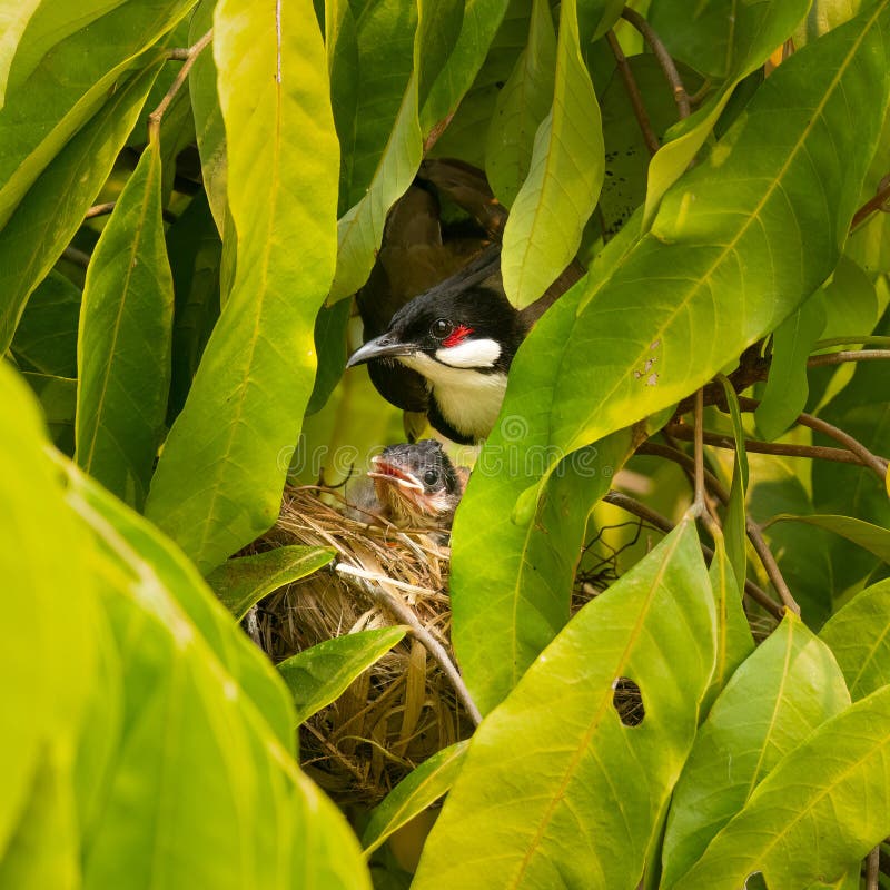 Red-whiskered Bulbul and a Chick on the Nest on Longan Tree Stock Image ...