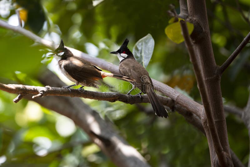 Red - whiskered Bulbul stock image. Image of capped - 182613999