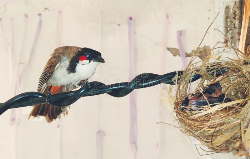 Red-Whiskered Bulbul, Hummingbird and Her New Born Babies Stock Photo ...