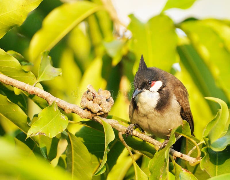 A Red-whiskered Bulbul Perched on a Tree Branch with Green Leaves Stock ...