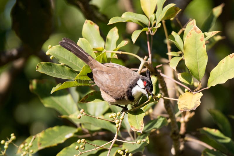 Red-whiskered Bulbul Perched on a Tree Branch with Green Leaves Stock ...