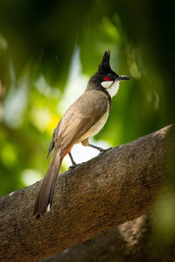 Red-whiskered Bulbul Perching on Longan Tree Branch Stock Photo - Image ...