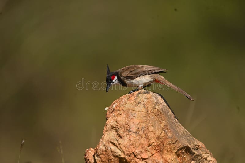 Red-whiskered Bulbul (Pycnonotus Jocosus) Perched on a Rock Stock Photo ...
