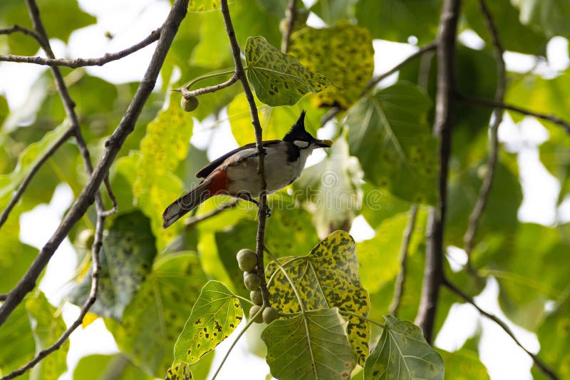 Red Whiskered Bulbul, Pycnonotus Jocosus, in a Tree Stock Image - Image ...
