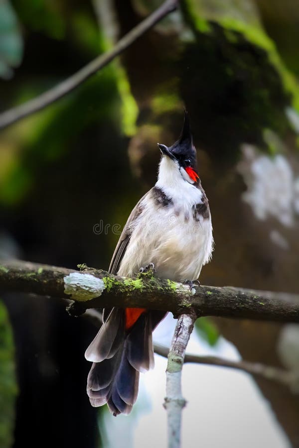 Red Whiskered bulbul stock photo. Image of bulbul, wild - 161089452