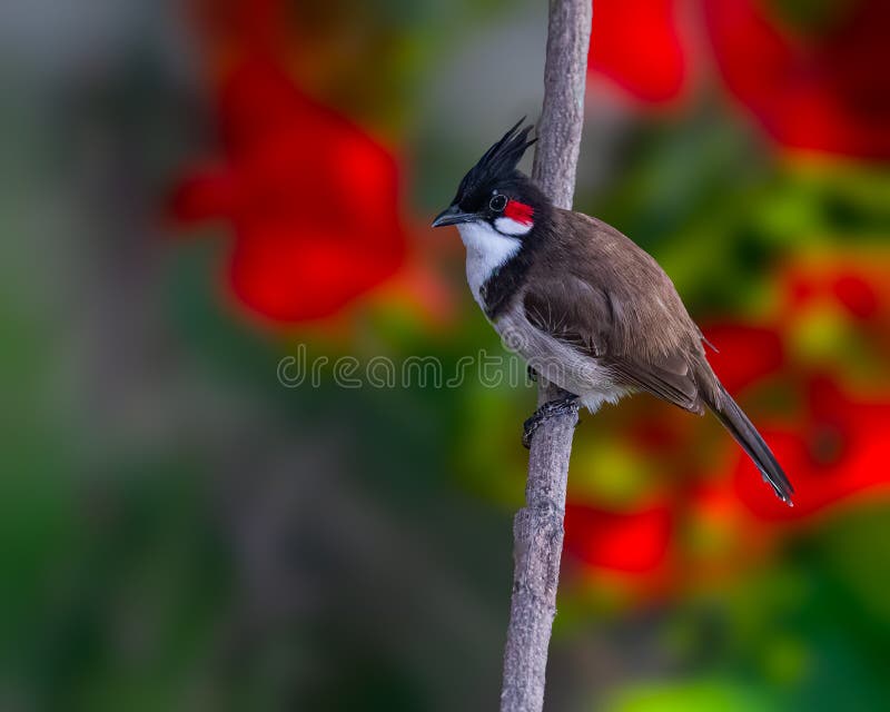 Red Whiskered Bulbul stock image. Image of garden, forest - 376015805