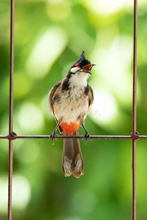 Red-whiskered Bulbul Singing on a Fence Stock Photo - Image of cute ...