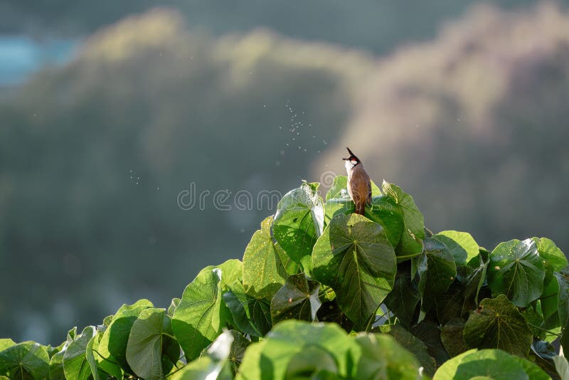 Red-whiskered Bulbul Sitting on the Green Leaves Stock Image - Image of ...