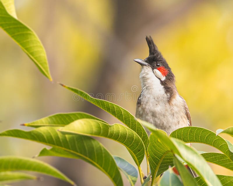 A Red Whiskered Bulbul Sitting on a Top Stock Image - Image of ...
