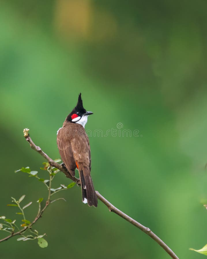Red-whiskered Bulbul Sitting on the Tree Stock Photo - Image of nature ...