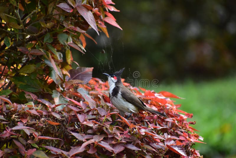 Red Whiskered Bulbul Sitting on a Tree Stock Photo - Image of south ...