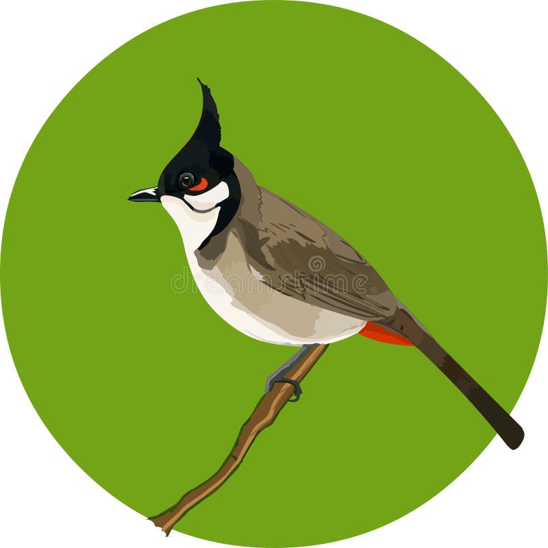 Bulbul Bird Stock Illustrations – 172 Bulbul Bird Stock Illustrations ...