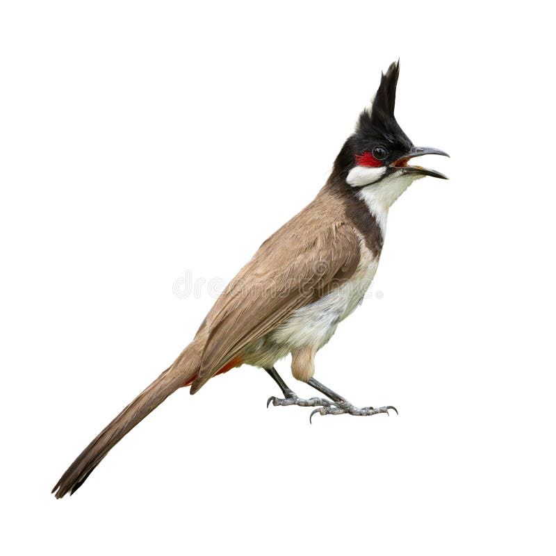 Crest Red Cheek Patch Stock Photos - Free & Royalty-Free Stock Photos ...