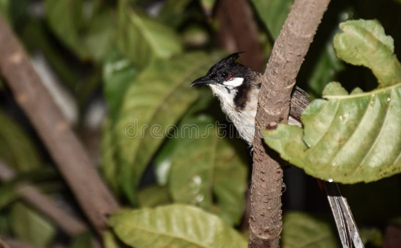 Red-whiskered Bulbul on the Tree. Stock Image - Image of eating, dish ...