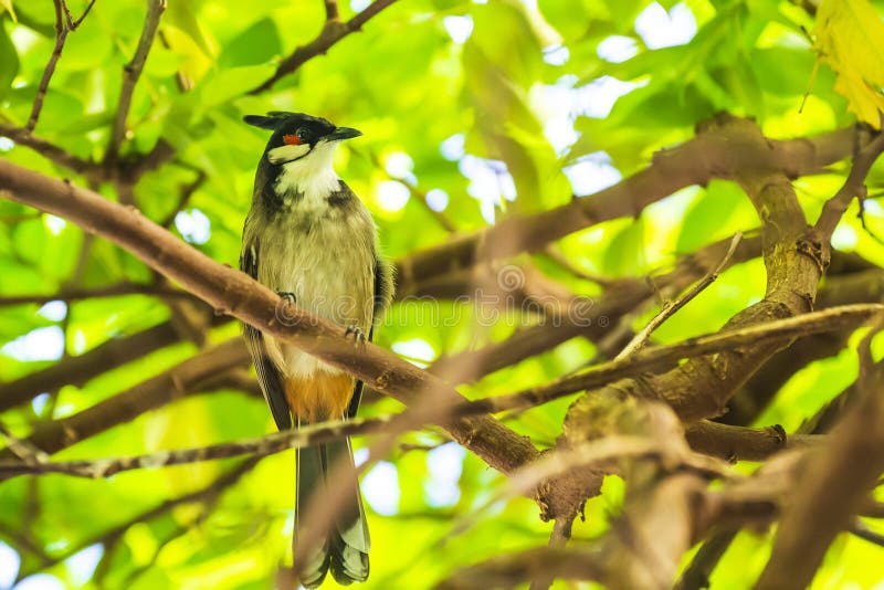 Red-whiskered or Crested Bulbul, Pycnonotus Jocosus Stock Image - Image ...