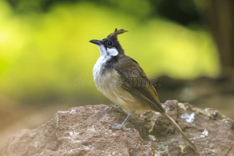 Red-whiskered or Crested Bulbul, Pycnonotus Jocosus Stock Image - Image ...