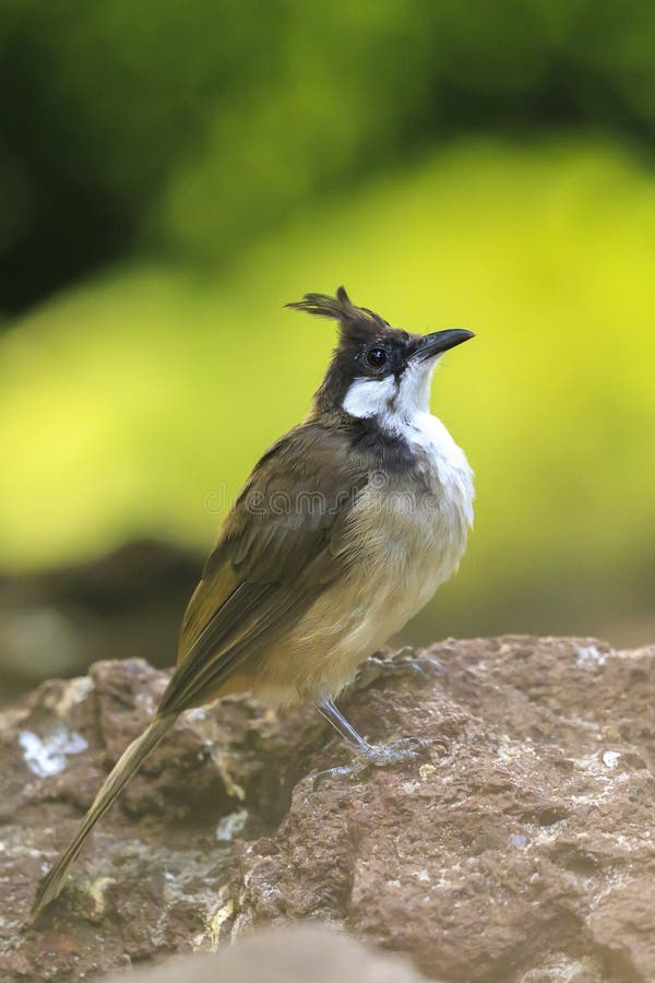 Red-whiskered or Crested Bulbul, Pycnonotus Jocosus Stock Photo - Image ...