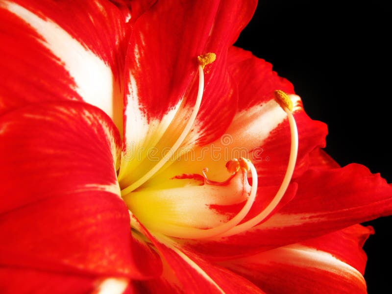 Red and White Amaryllis stock photo. Image of pretty - 12408782