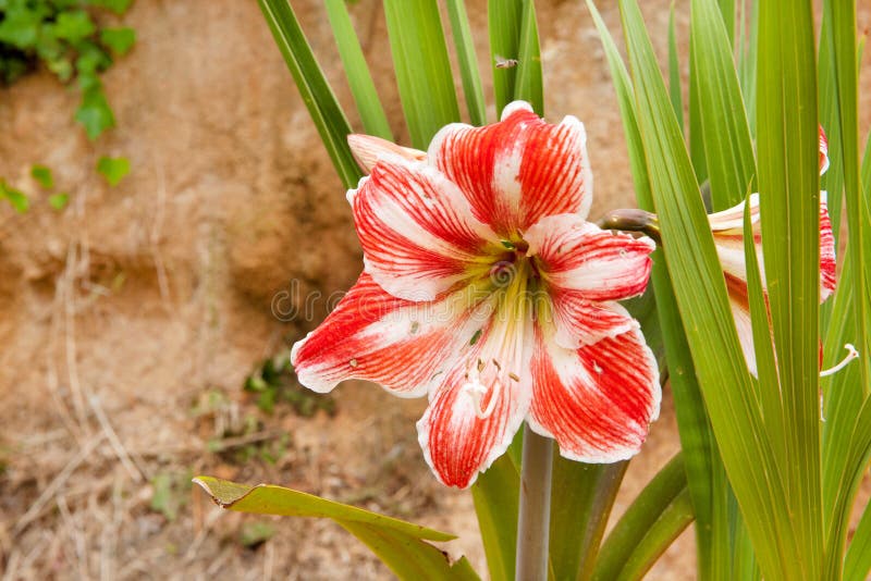 Red and white Amaryllis stock photo. Image of multicolored - 17940244