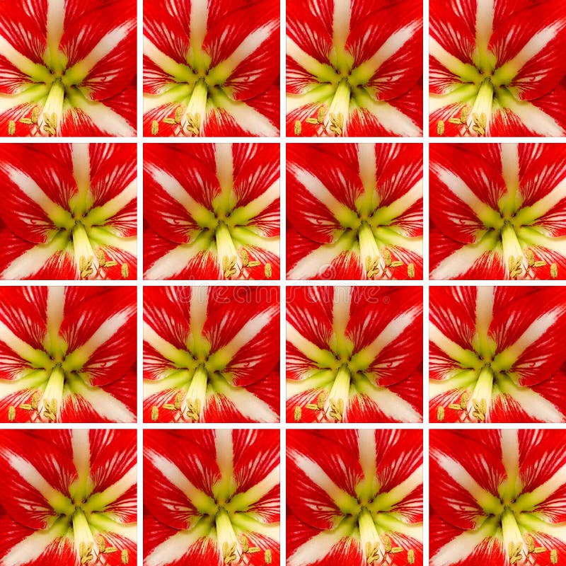 Red and White Amaryllis Flower Inside Square Shapes Stock Photo - Image ...