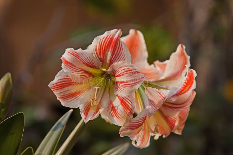 Red and White Amaryllis Flowers 16548 Stock Photo - Image of amaryllis ...