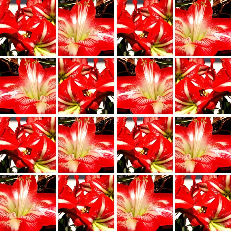 Red and White Amaryllis Flowers Inside Square Shapes Stock Image ...