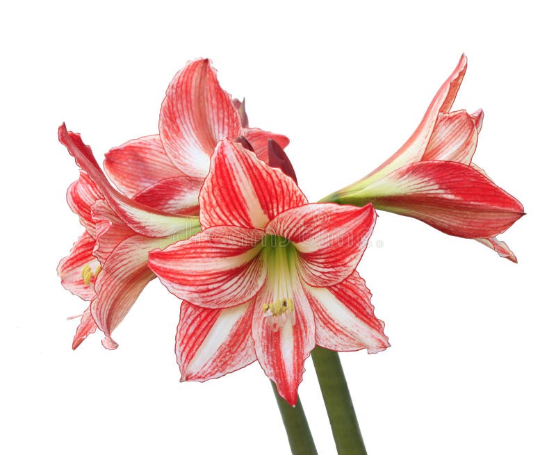 Red and White Amaryllis stock photo. Image of pretty - 12408782