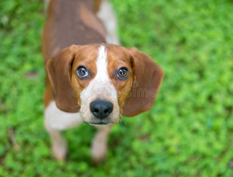 A Red and White Beagle Dog Listening with a Head Tilt Stock Photo ...