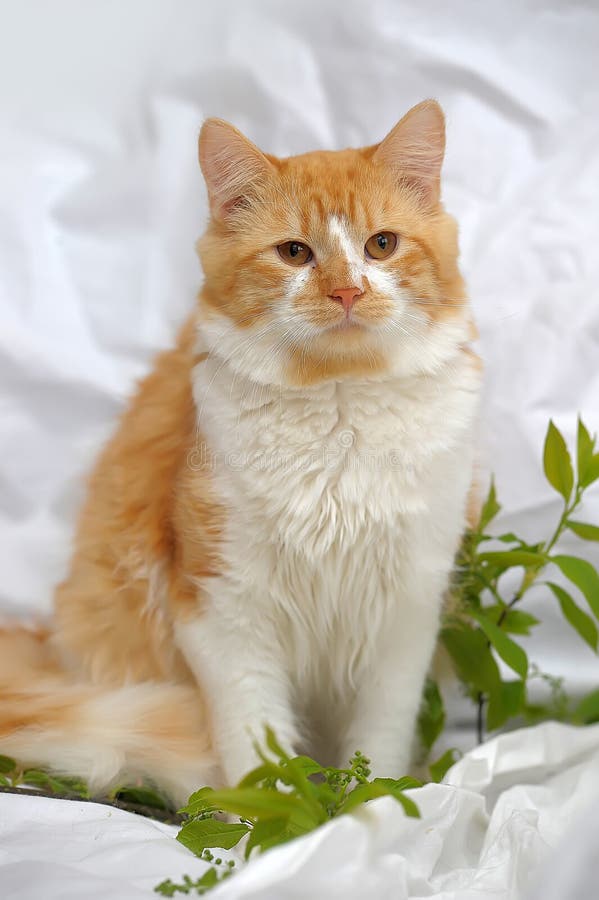 Red and White Beautiful Cat on a White Background Stock Image - Image ...
