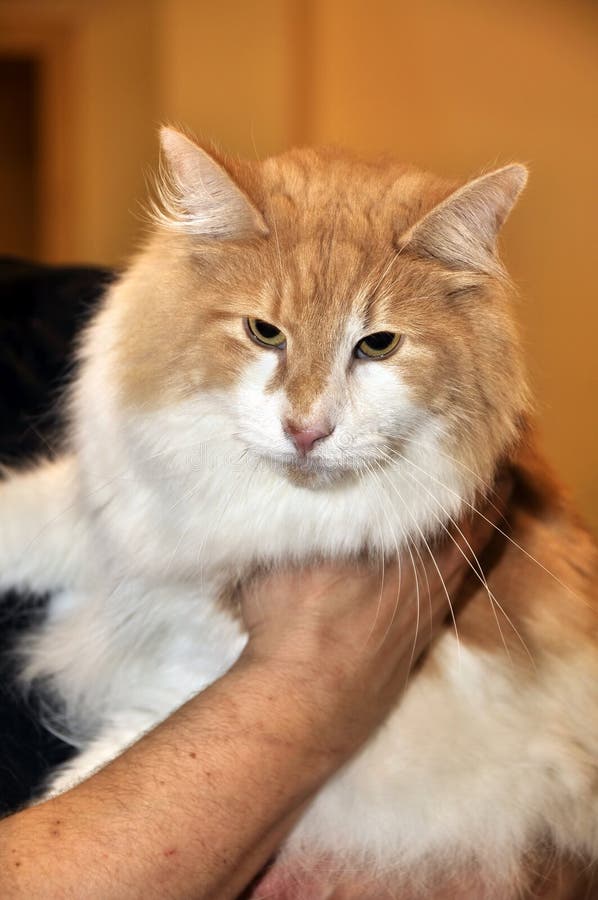 Maine Coon cat stock image. Image of breed, close, shoulders - 39156293