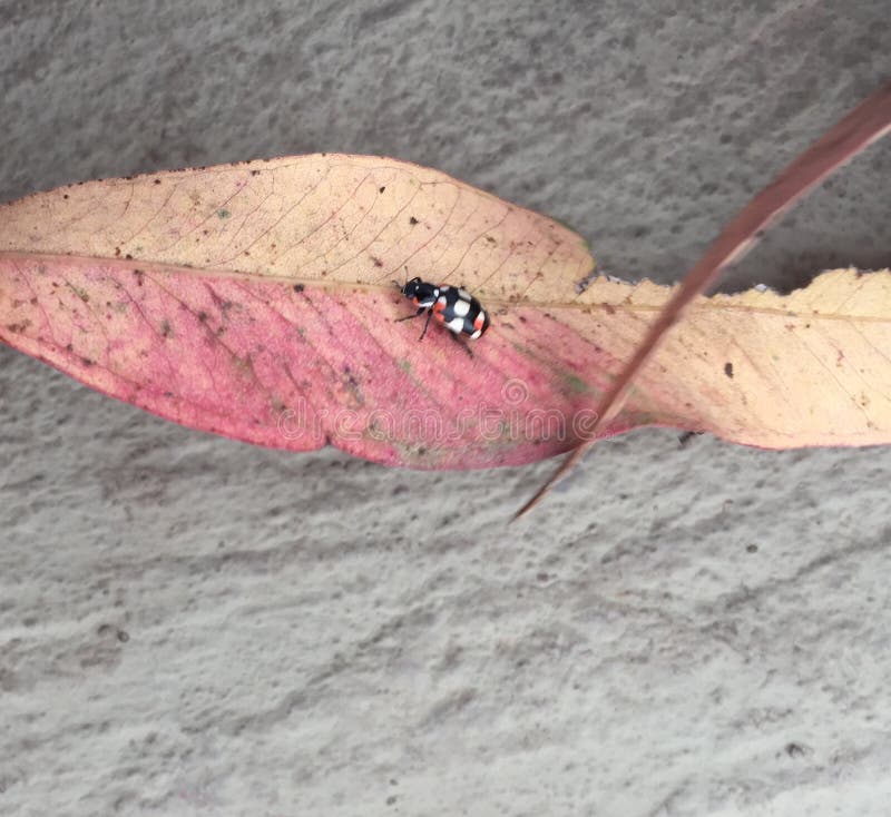 Red, White and Black Ladybug Stock Image - Image of luck, insect: 174069589