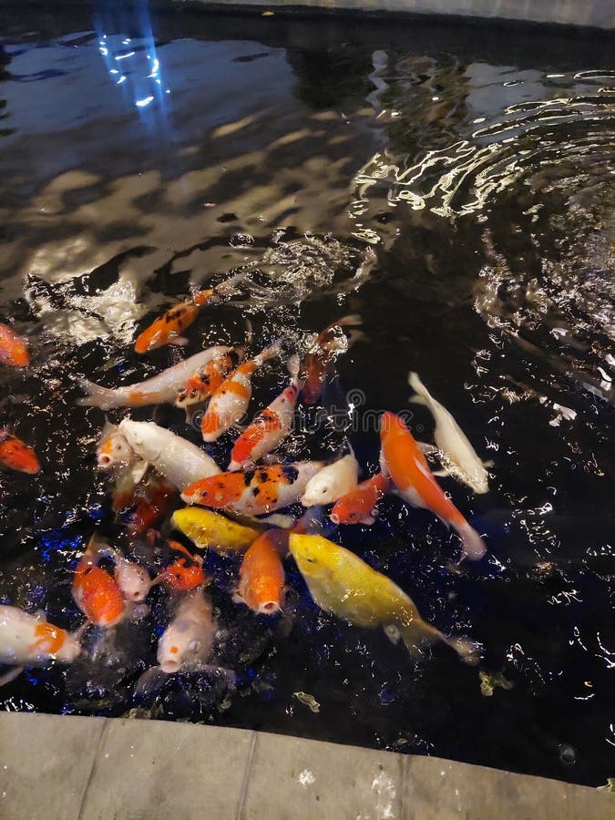 Red, White, Black and Yellow Koi Fish Decorate the Pond. Stock Image ...