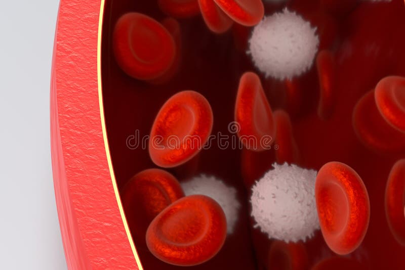 Red and White Blood Cells in the Blood Vessel, 3d Rendering Stock ...