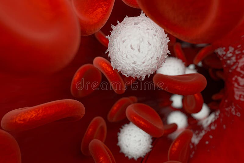 Red and White Blood Cells in the Blood Vessel, 3d Rendering Stock ...