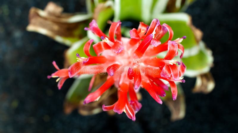 Red and White Bromeliad Flower with a Convergent Lady Beetle Stock ...